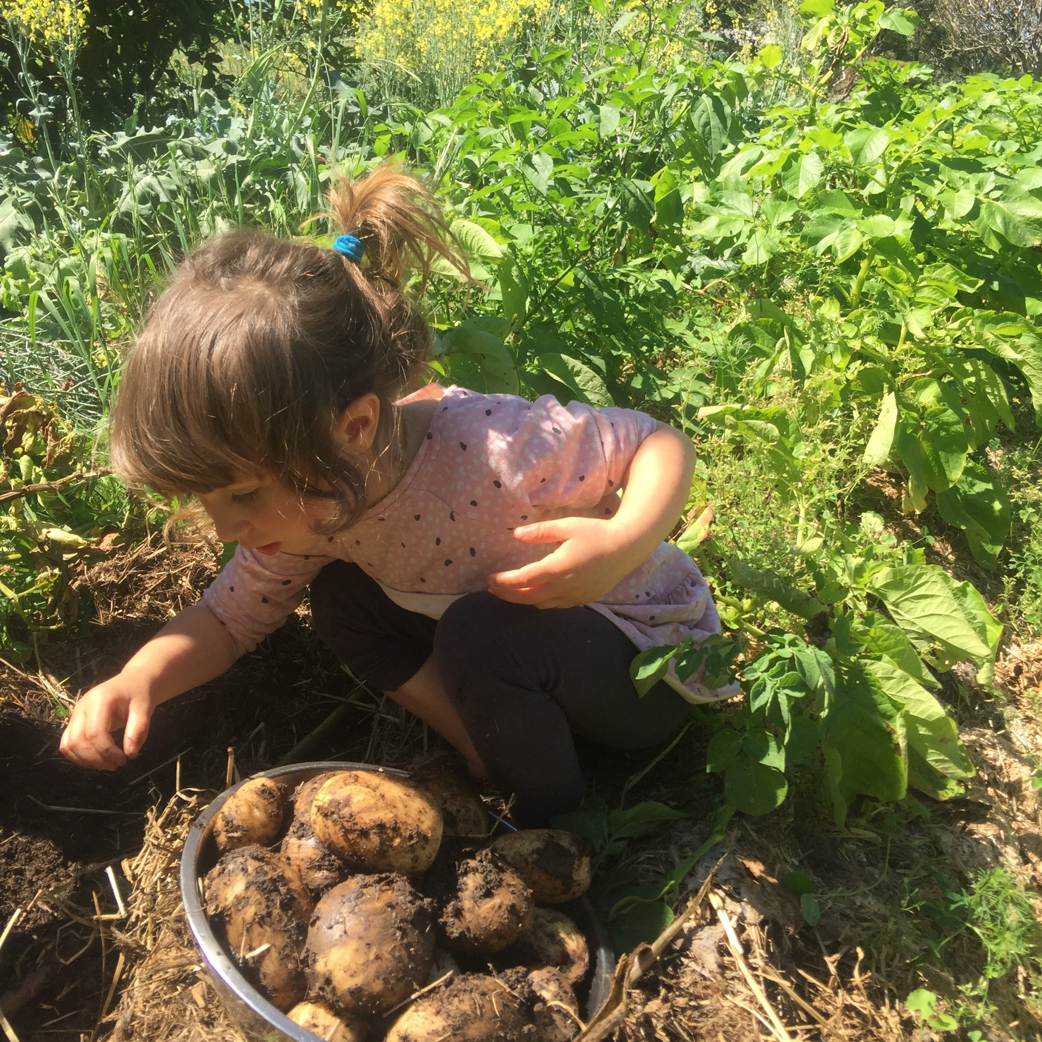 The Food Foresters Guide to Building Soil Anywhere!