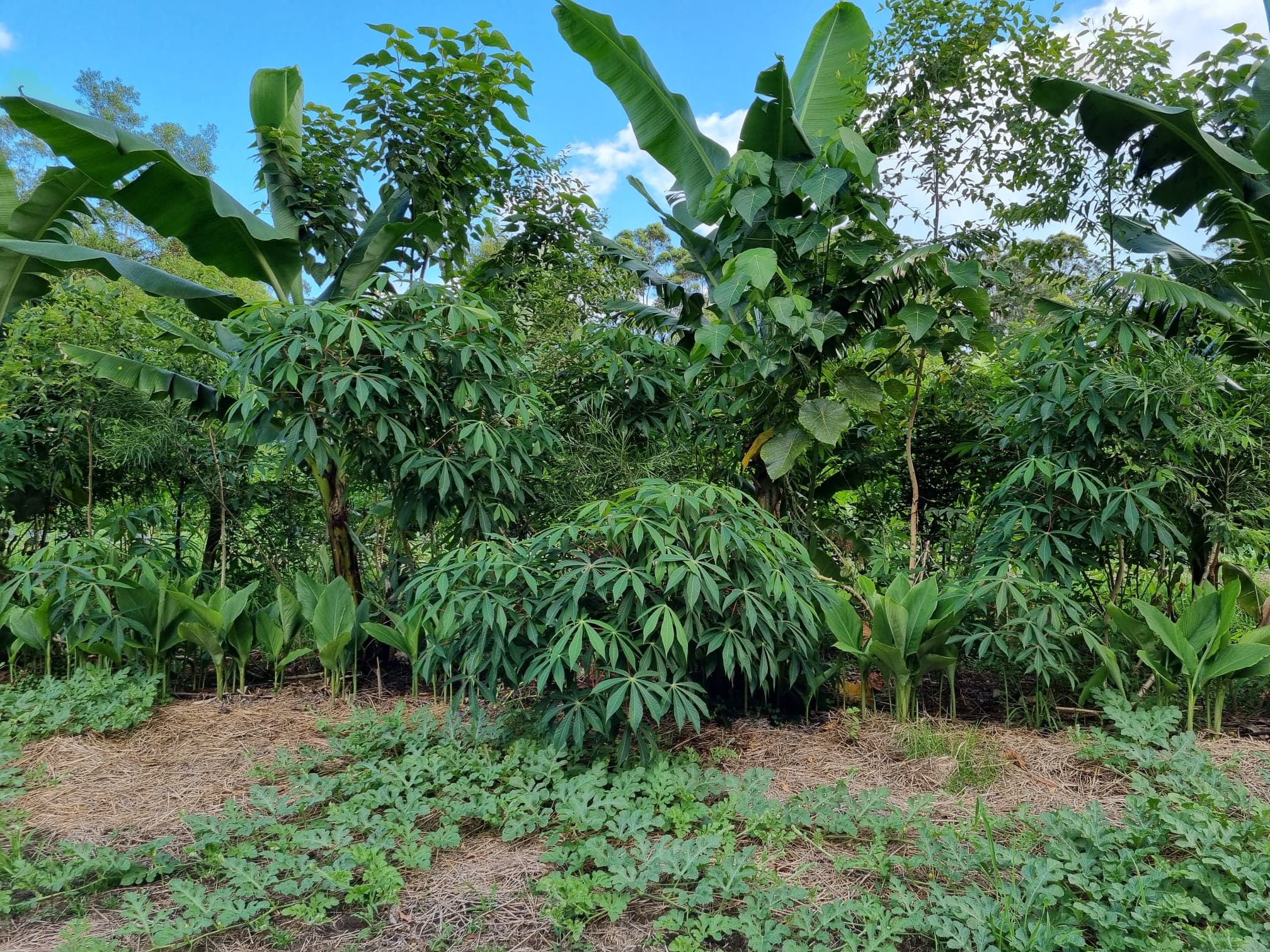 5-Day Food Forest Foundations